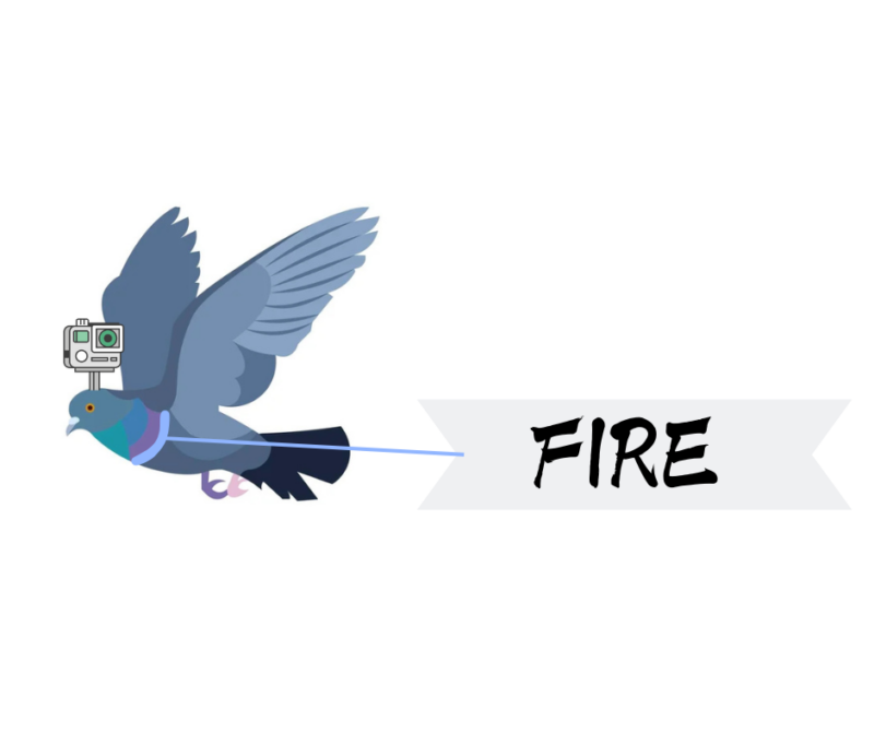 Barnard to Send Non-Emergency Response Messages Via Carrier Pigeon ...